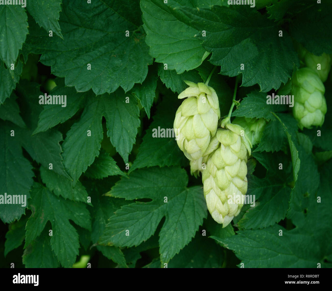 Green leaves and fruits of hop Stock Photo - Alamy