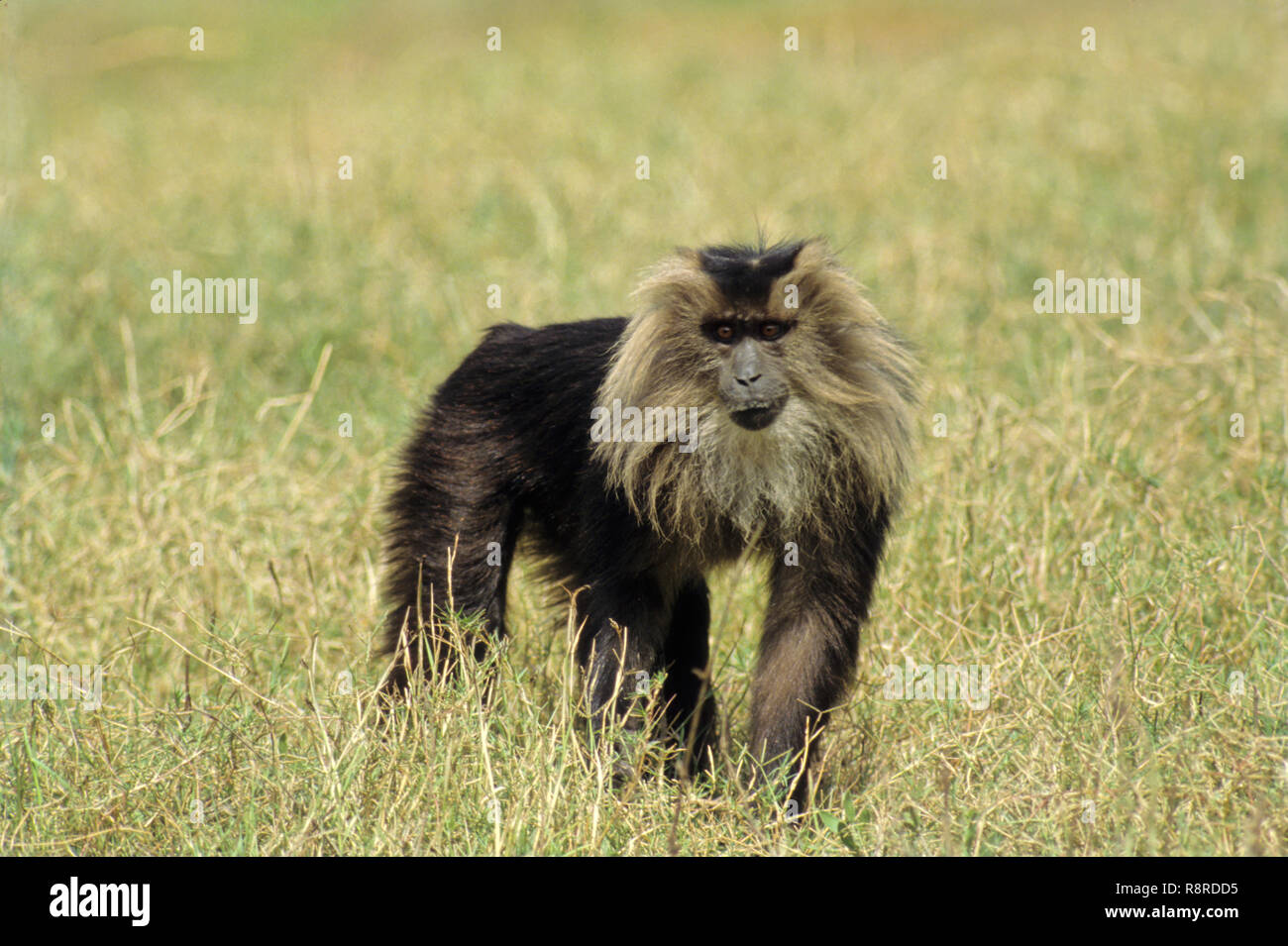 Langoor hi-res stock photography and images - Alamy