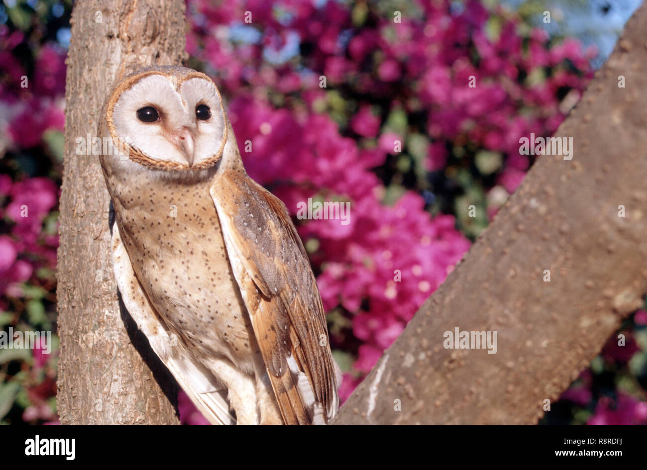 Barn owl tyto alba hi-res stock photography and images - Alamy