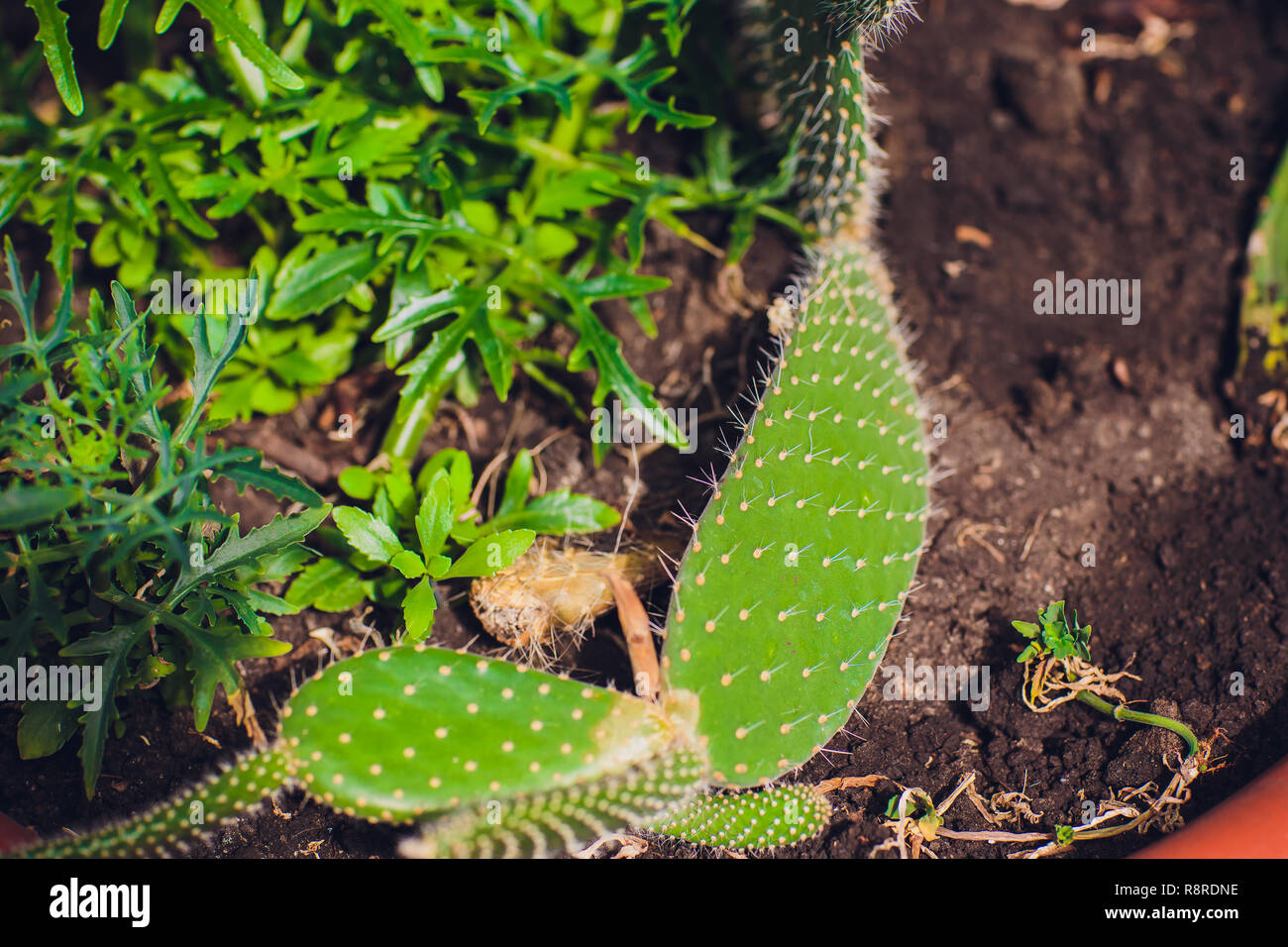 decorative cactus plants Stock Photo - Alamy