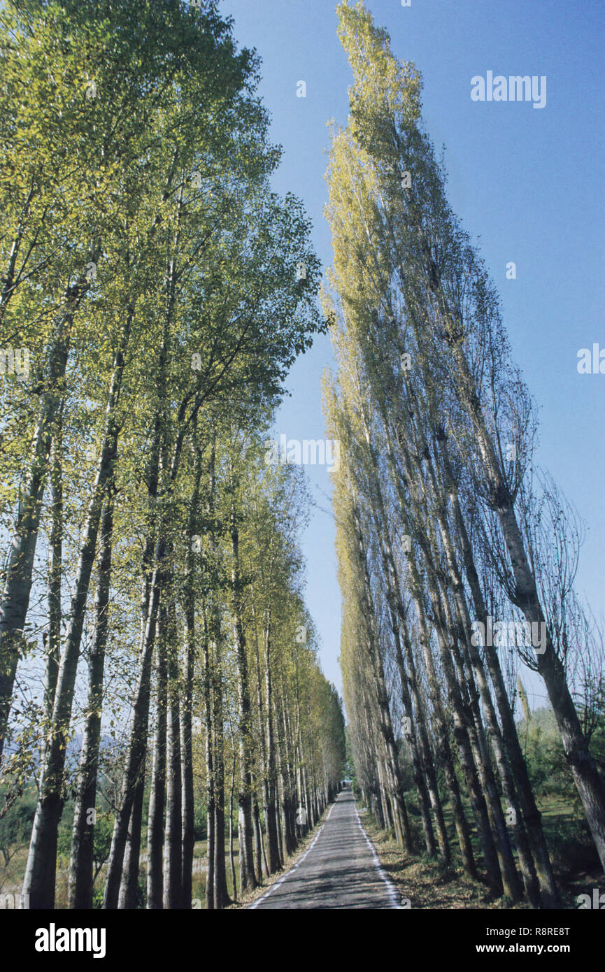 Trees touching sky Stock Photo - Alamy