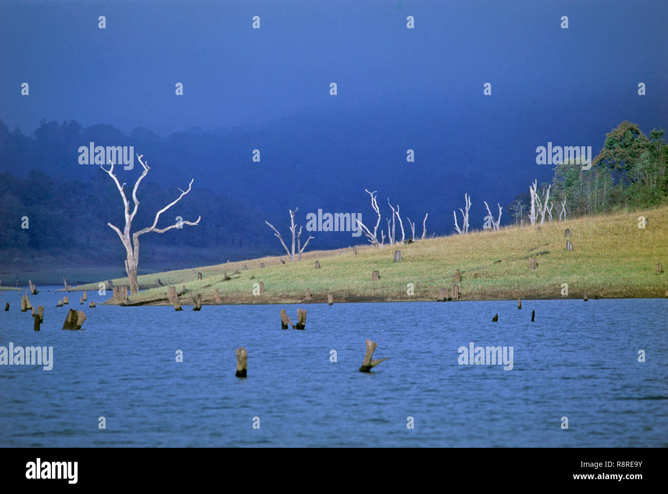 Landscape at Periyar, Kerala, India Stock Photo - Alamy