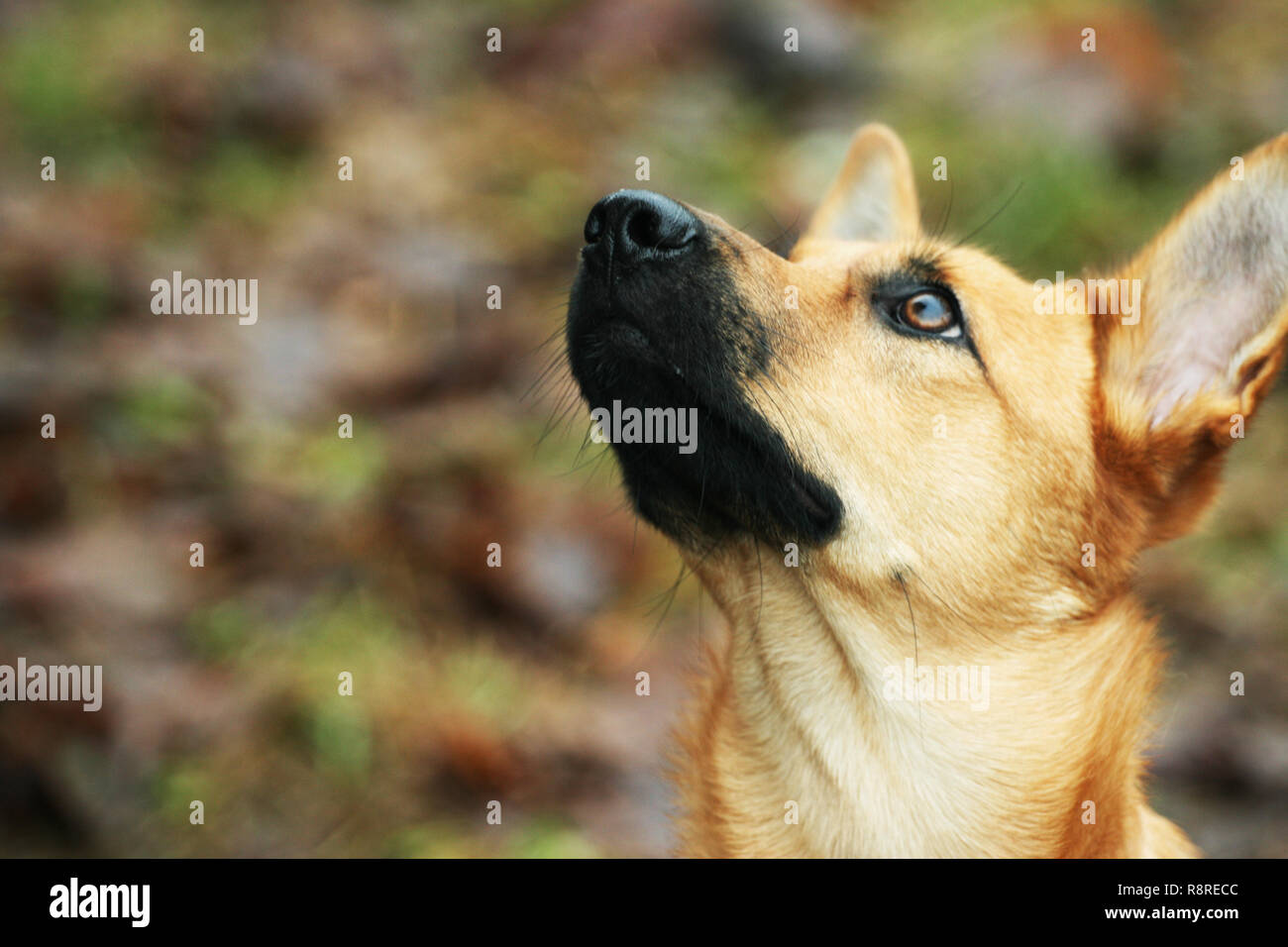 Mixed breed dog Stock Photo - Alamy