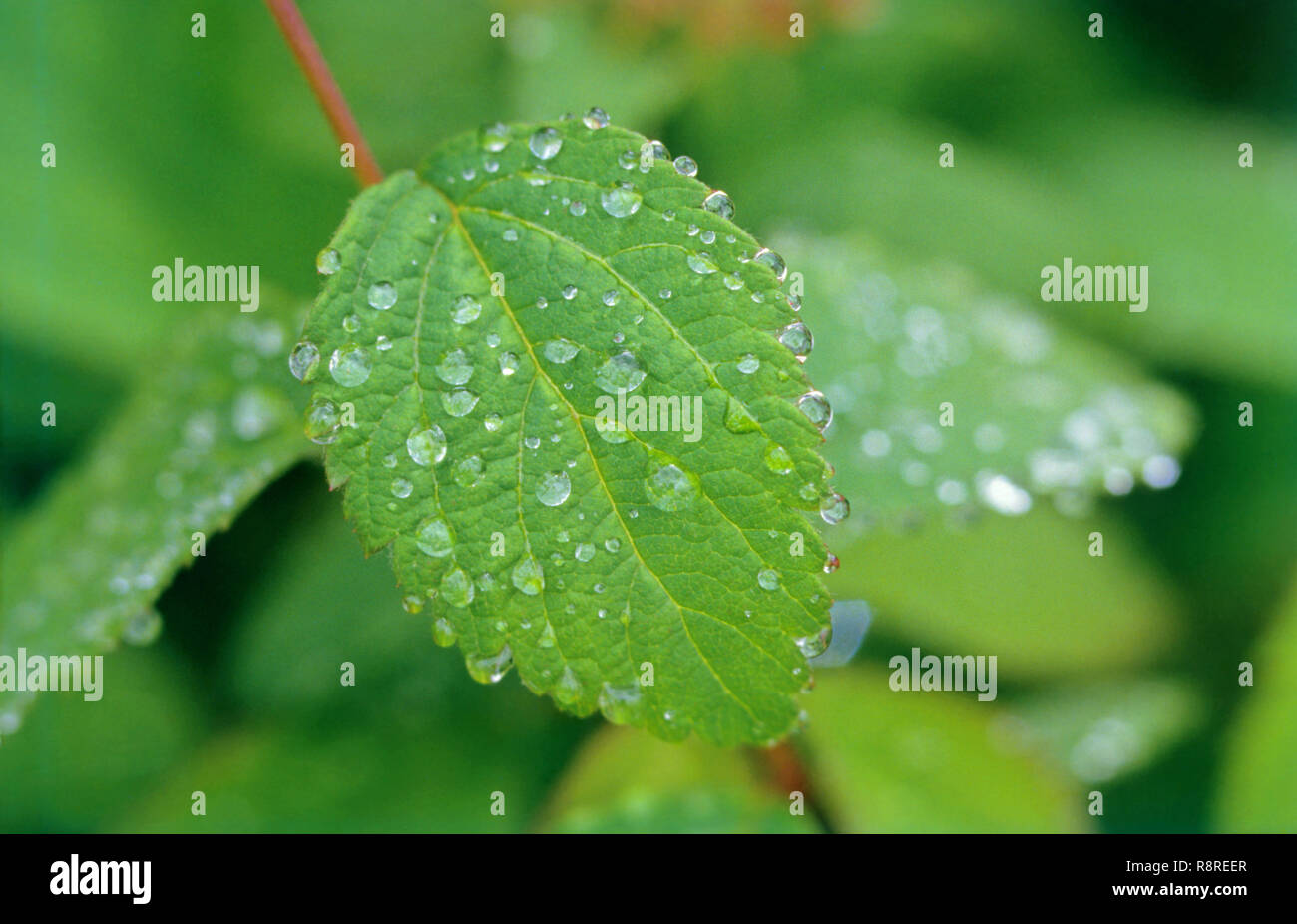 Dew on Leaves Stock Photo - Alamy