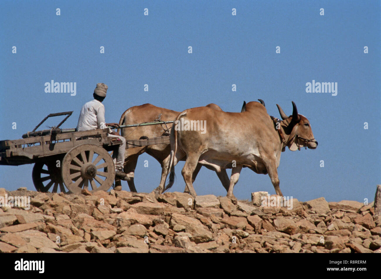 Bullocks pulling cart hi-res stock photography and images - Alamy