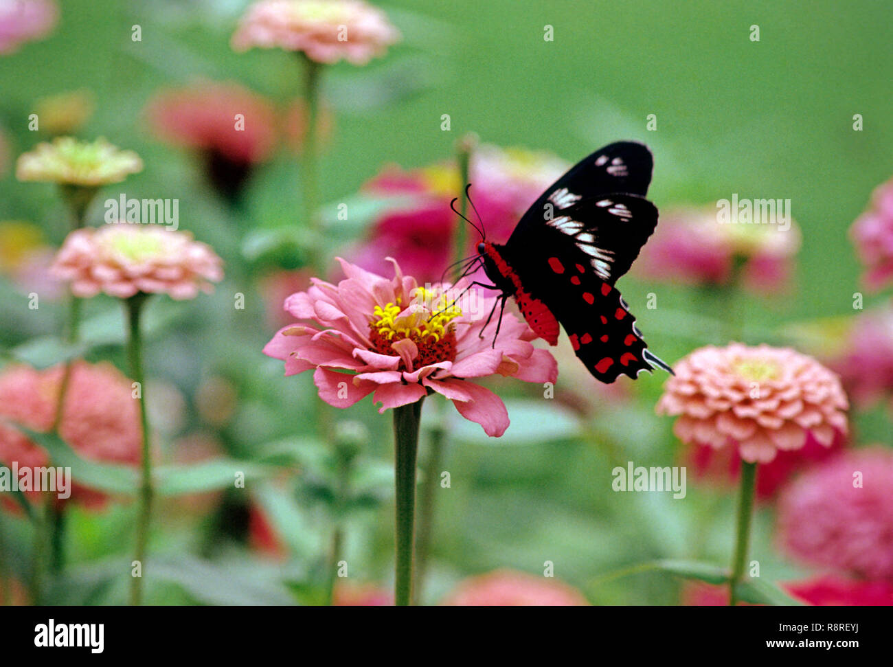 Indian insects hi-res stock photography and images - Alamy