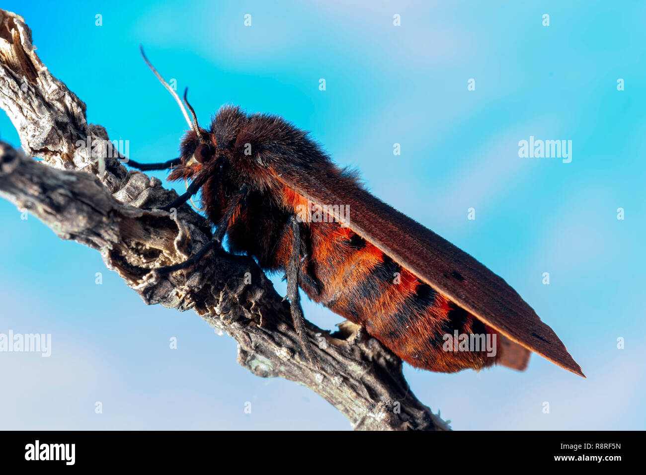 Maltese Ruby Tiger Moth, Phragmatobia fuliginosa ssp. melitensis Stock ...