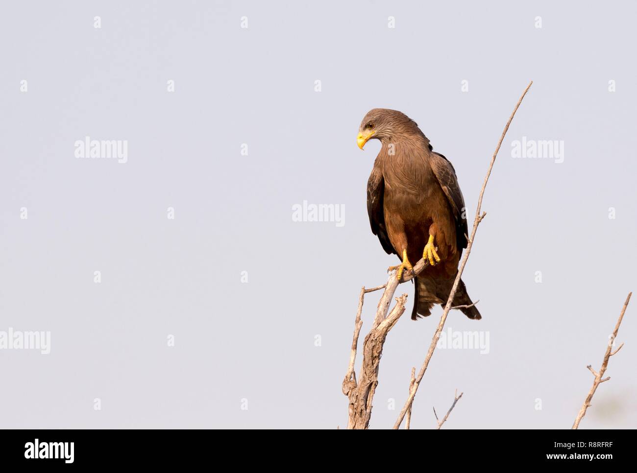 One yellow kite flying in hi-res stock photography and images - Alamy
