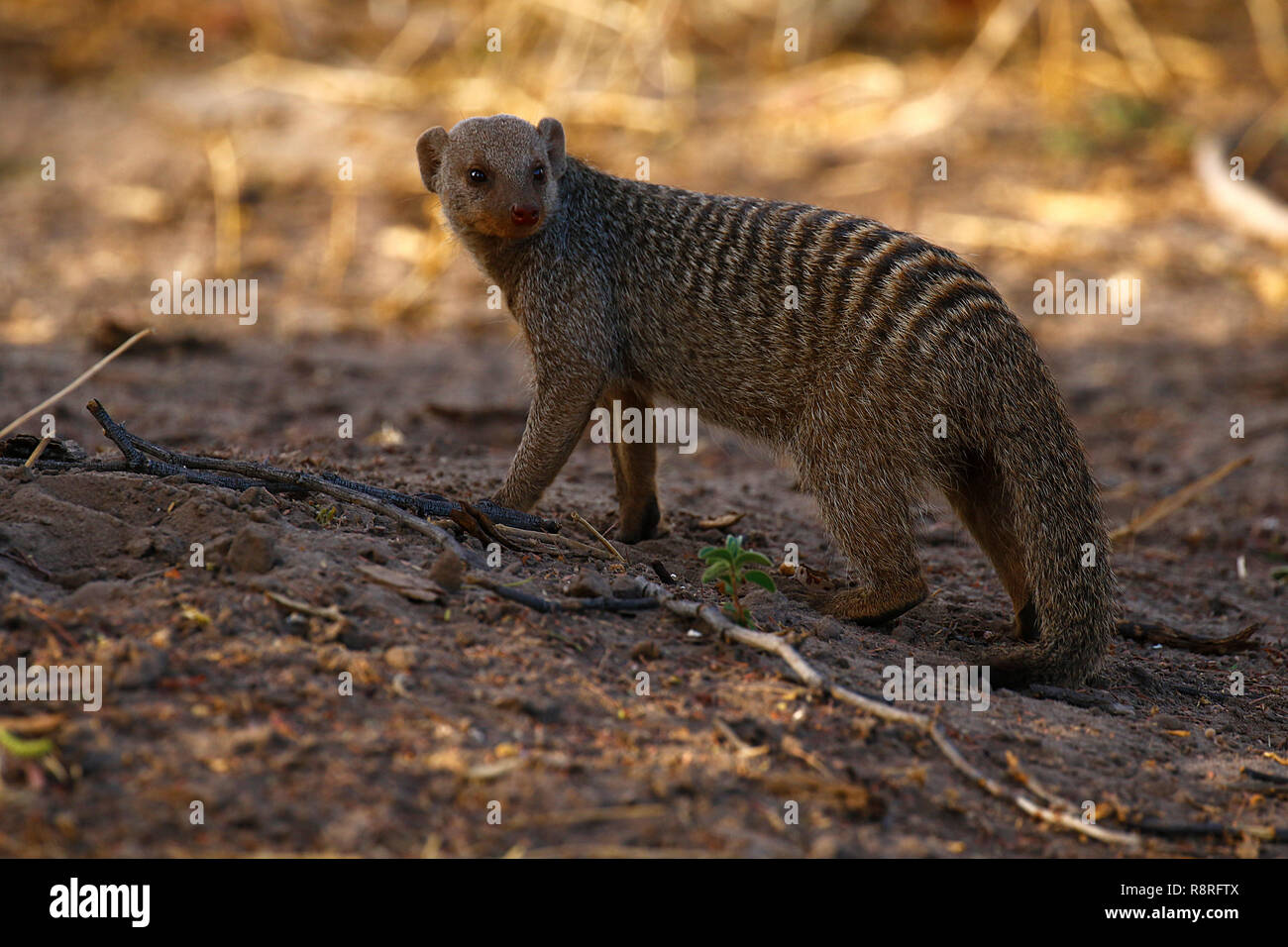 Banded Mongoose on the move Stock Photo - Alamy