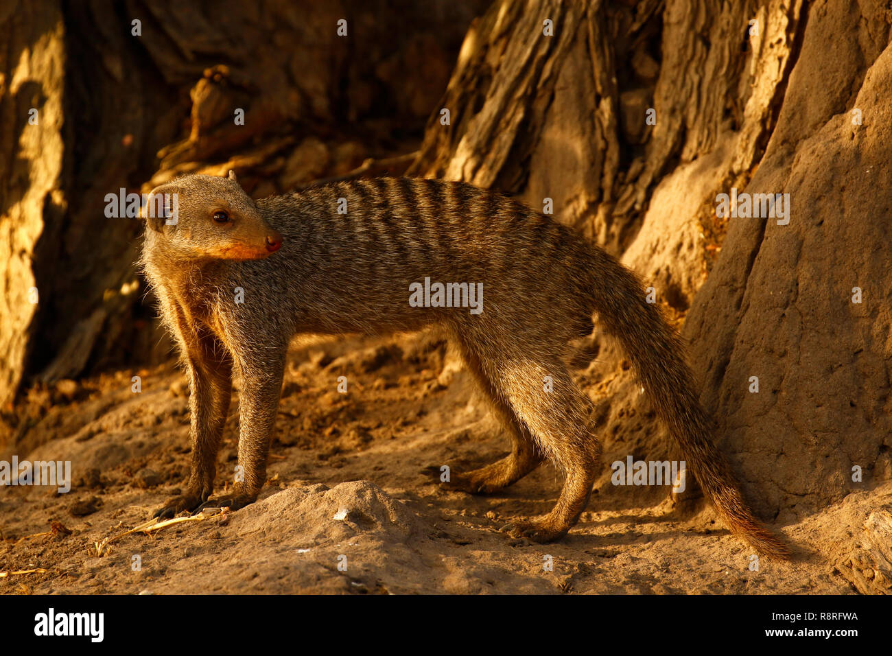 Mongoose on grassland hi-res stock photography and images - Alamy