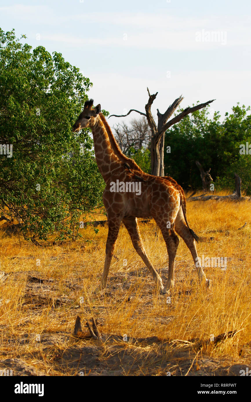 Beautiful tall dark Giraffes in the African bush Stock Photo - Alamy