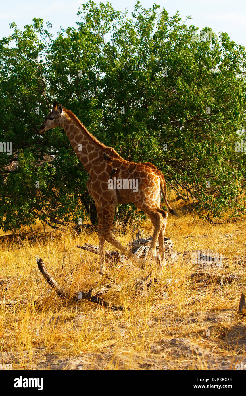Beautiful tall dark Giraffes in the African bush Stock Photo - Alamy