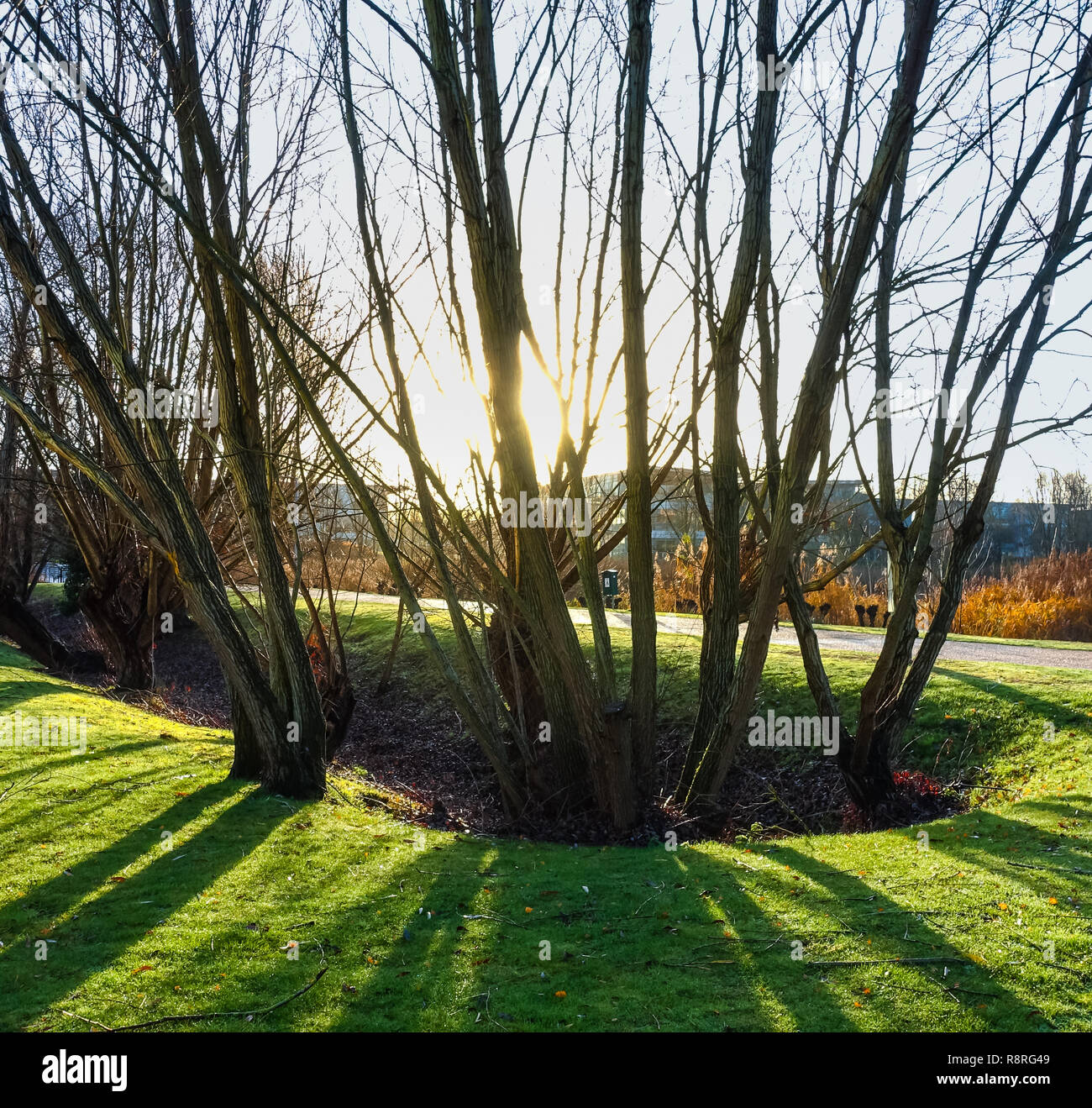 Early morning sunlight shines between trunks of a group of trees Stock ...
