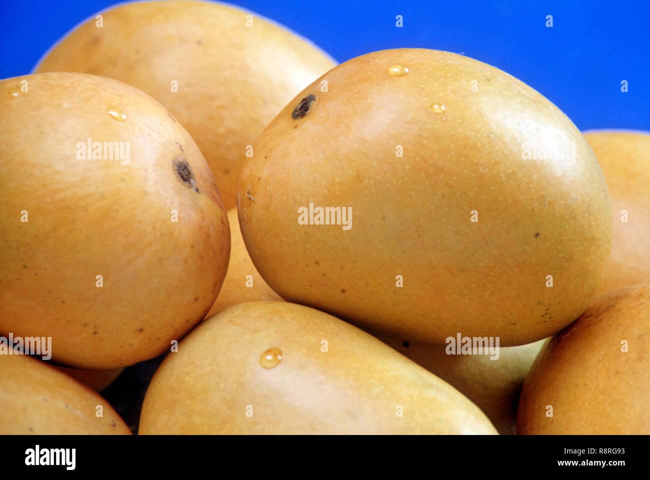 fruits, alphonso mangoes Stock Photo - Alamy