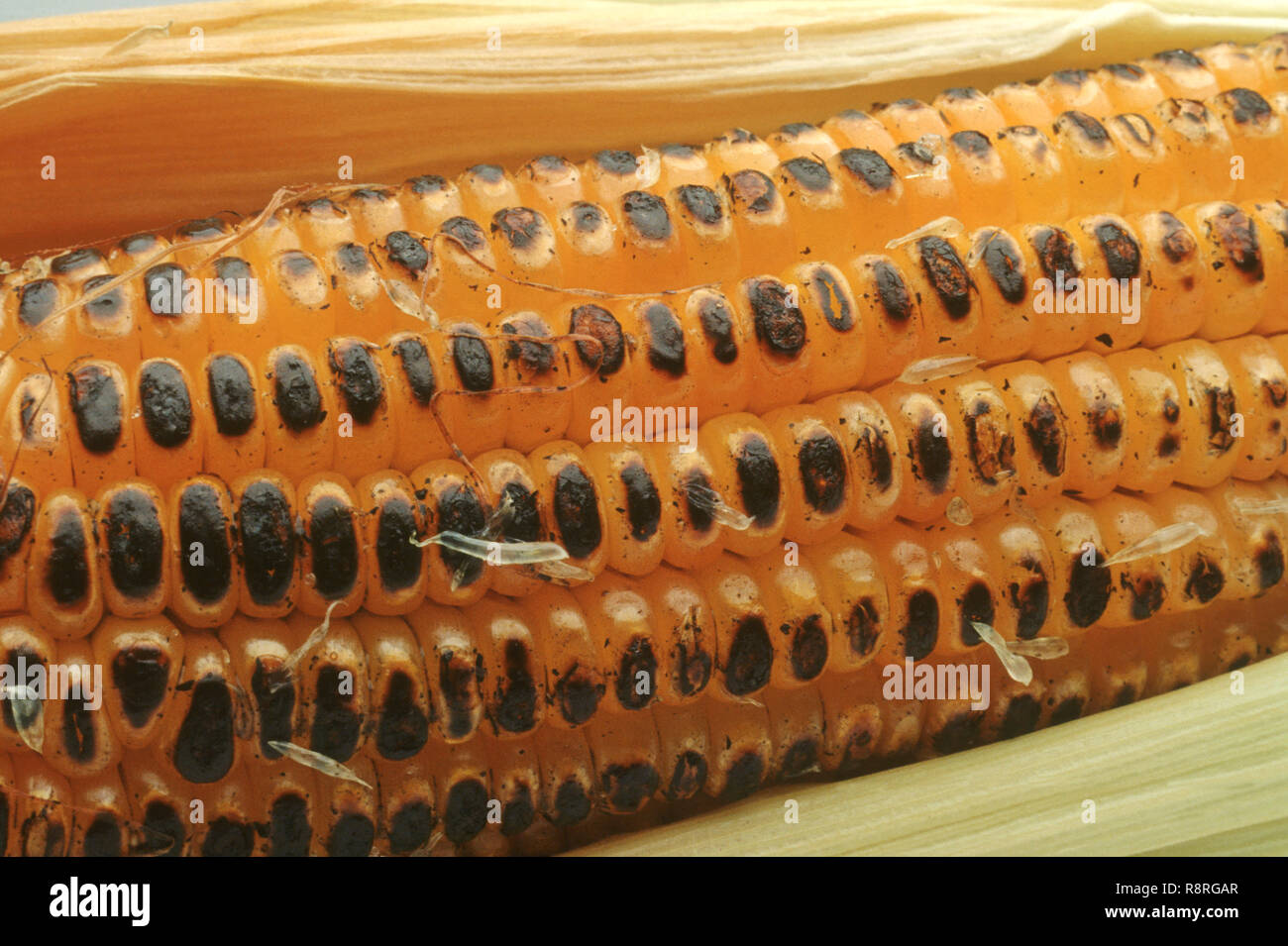 Roasted maize hi-res stock photography and images - Alamy
