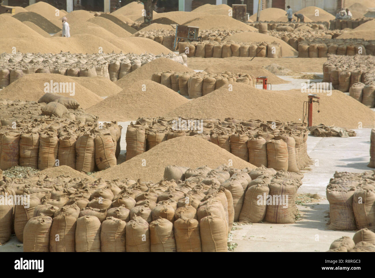 wheat grain heaps and bags, grain mandi, punjab, india Stock Photo - Alamy
