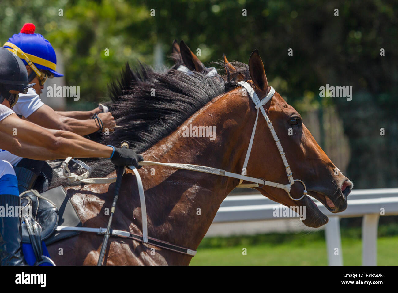 Horses starting race gates hi-res stock photography and images - Alamy