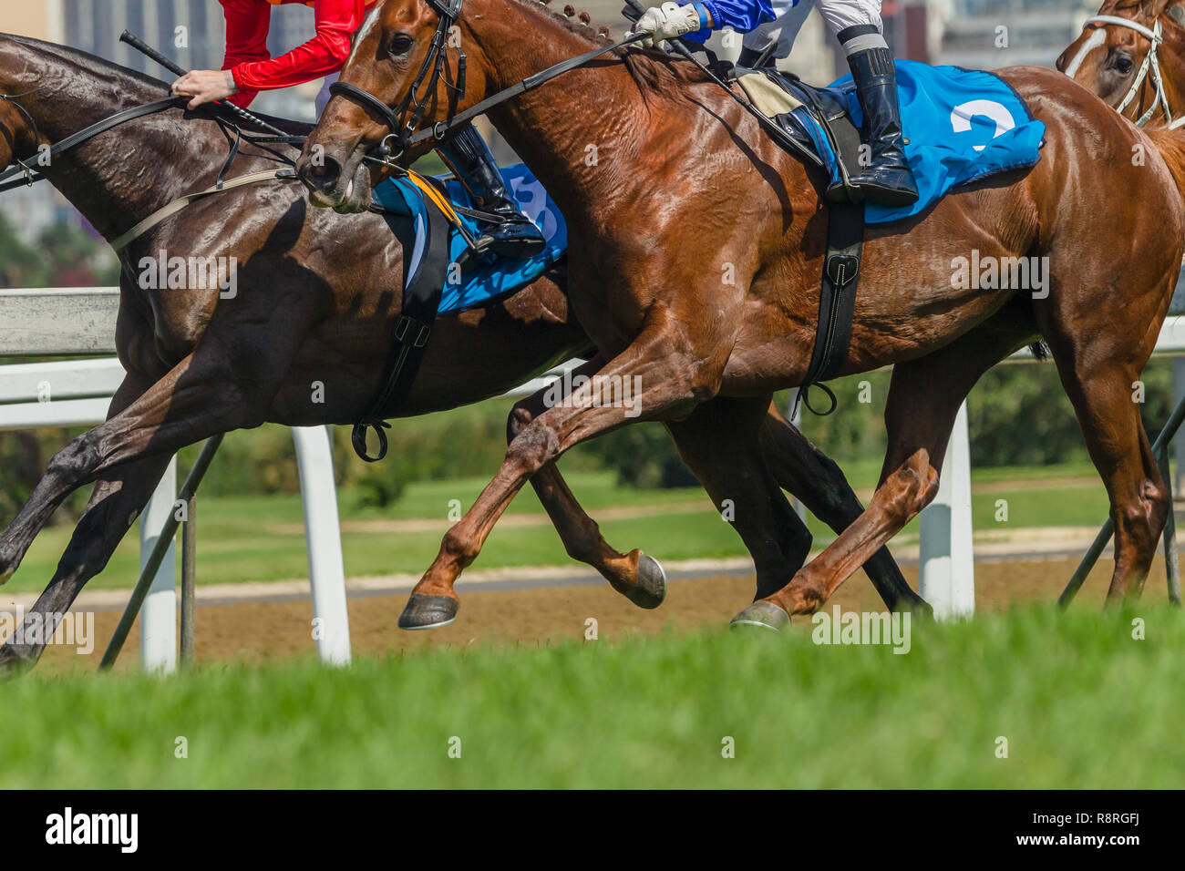 Race horses jockey's running grass track closeup animal bodies action ...