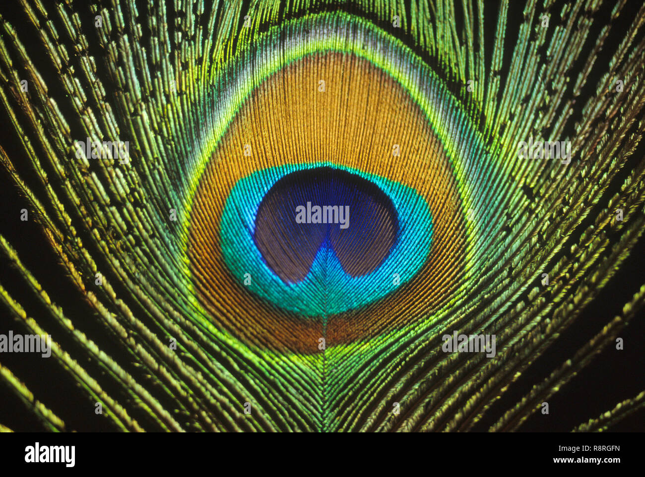 Peacock feather design hi-res stock photography and images - Alamy