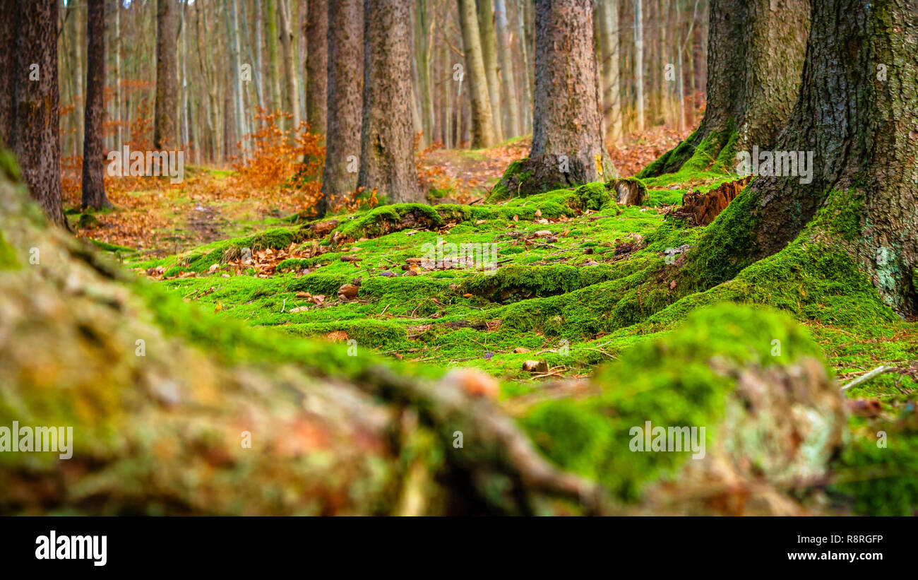 Mossy forest hi-res stock photography and images - Alamy Mossy forest hi-res stock photography and images - Alamy