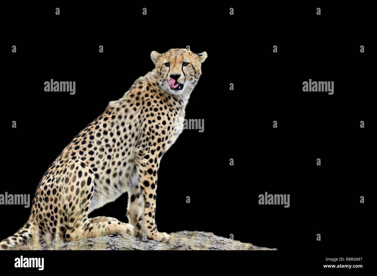 Black tail cheetah hi-res stock photography and images - Alamy