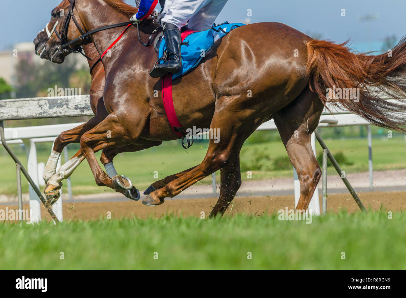 Race horses jockey's running grass track closeup animal bodies action ...