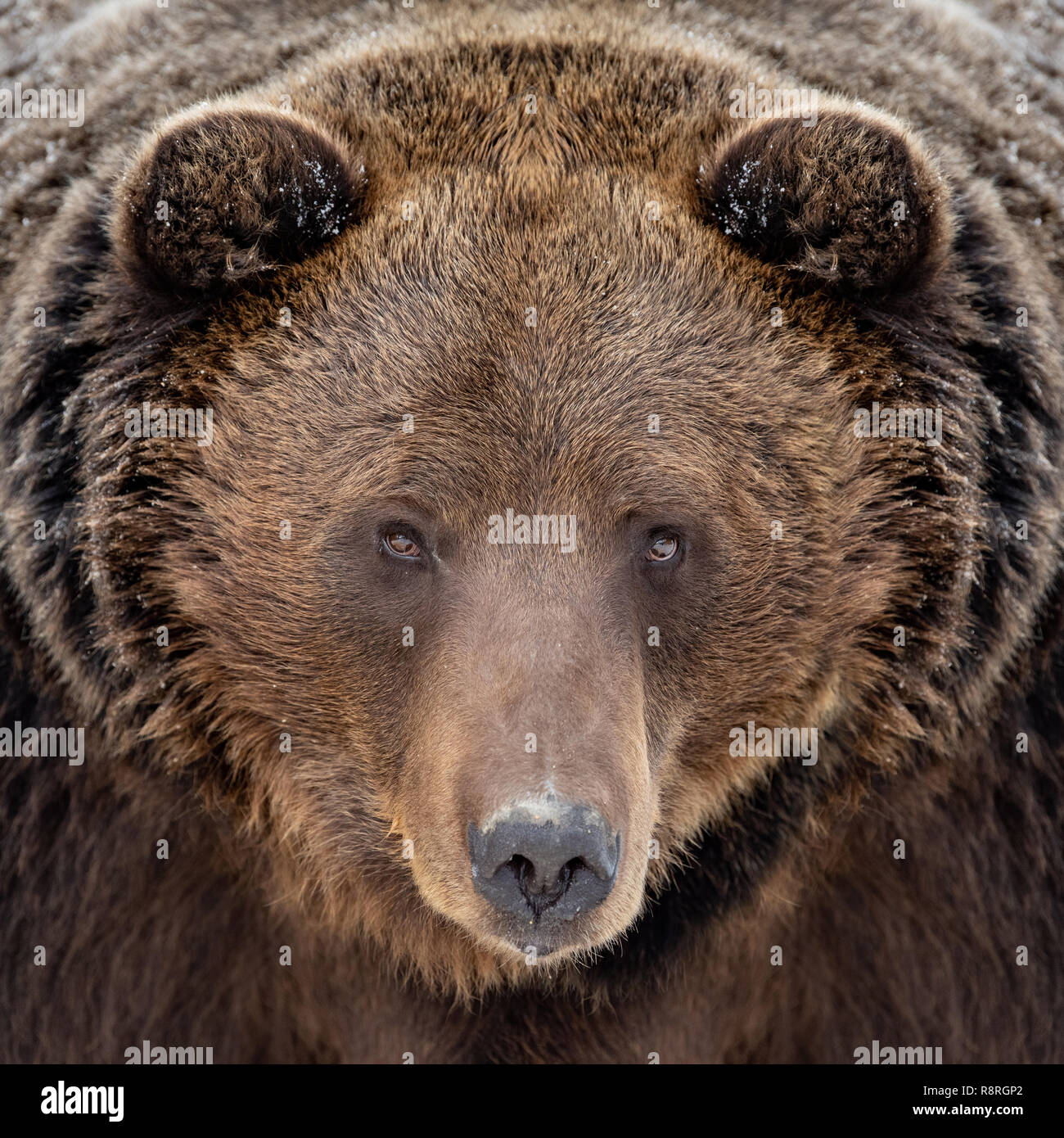 Male grizzly bear face close up hi-res stock photography and images - Alamy