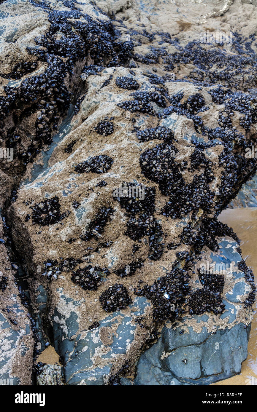 Shellfish on cliffs, Cornwall, UK Stock Photo - Alamy