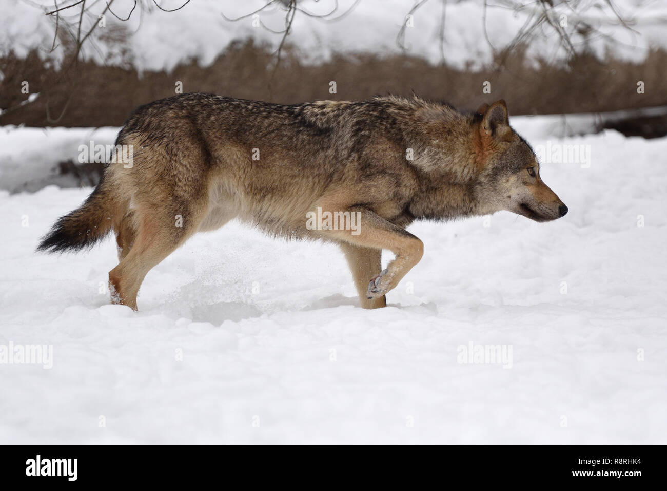 Grey wolf pack hi-res stock photography and images - Alamy