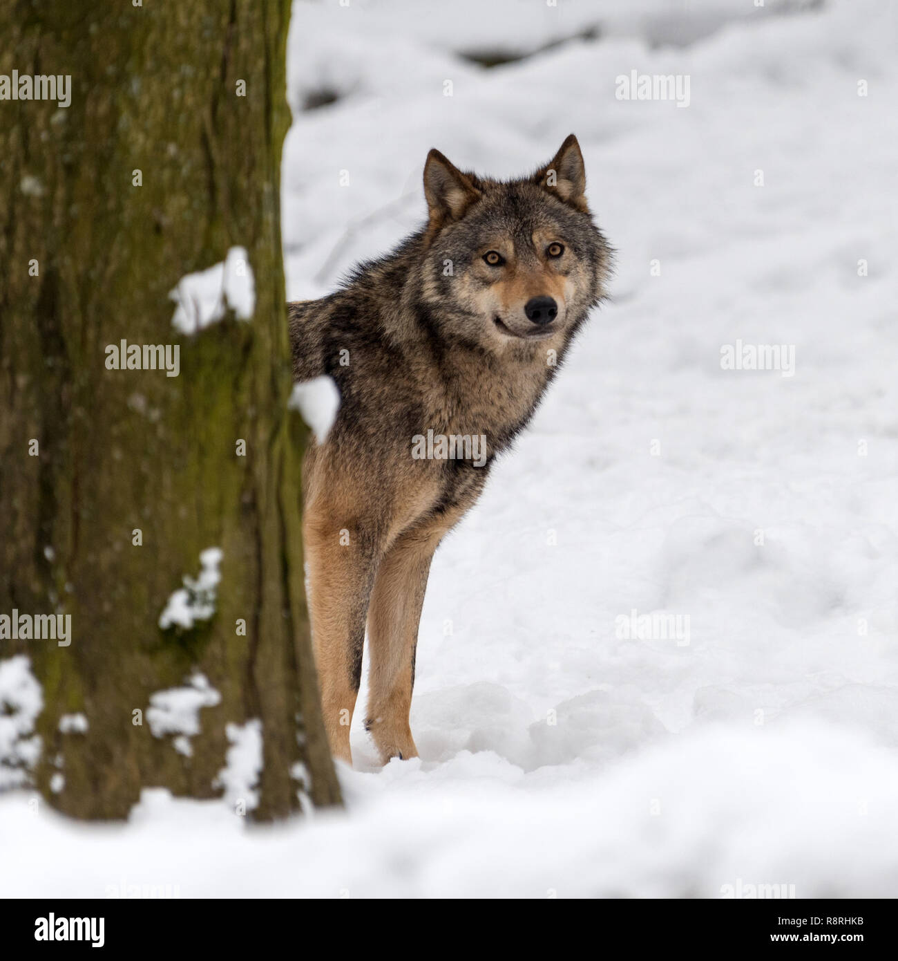 Timber wolf hunting in the winter forest Stock Photo - Alamy