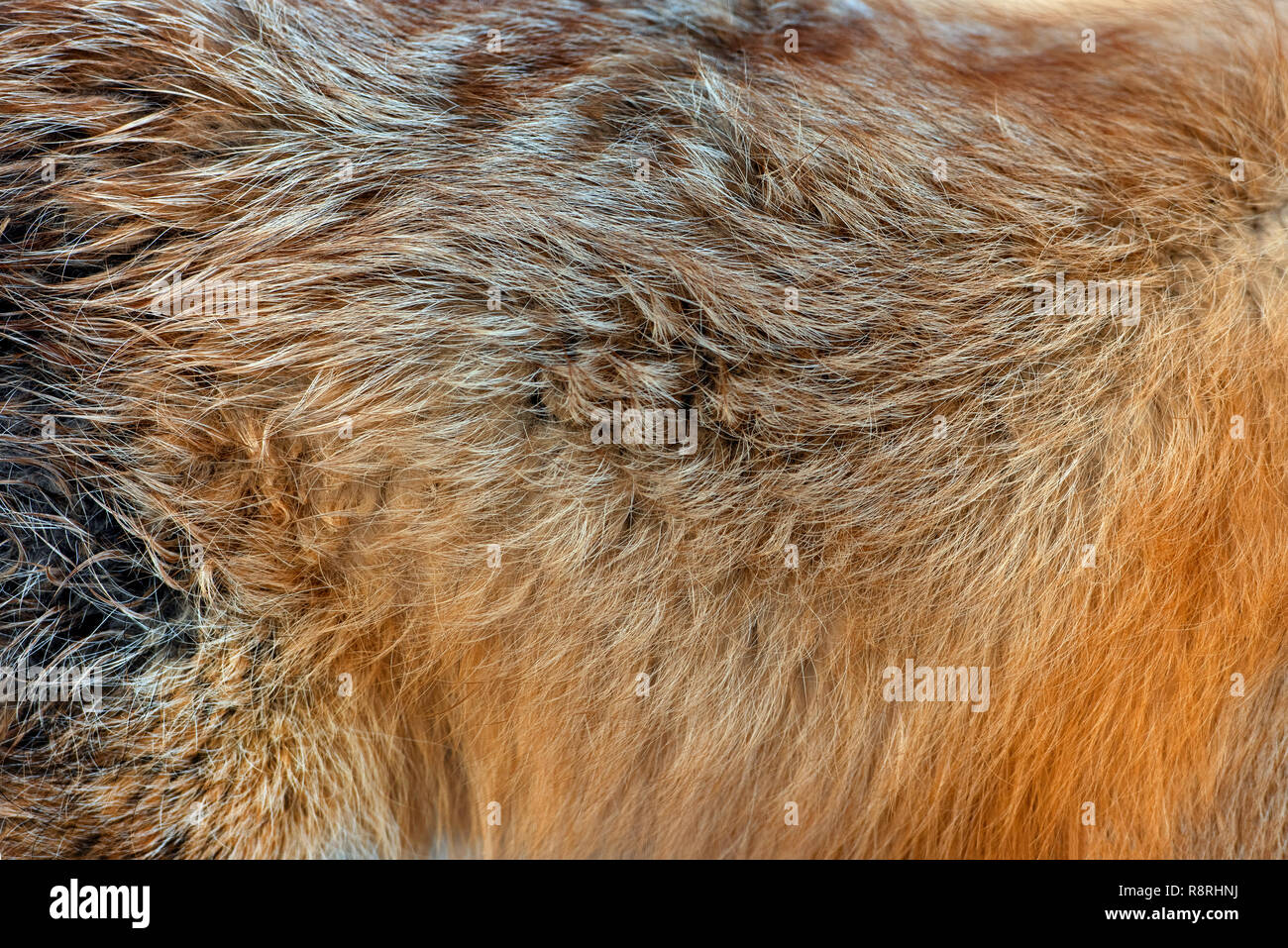 Red fox fur background texture image background Stock Photo - Alamy
