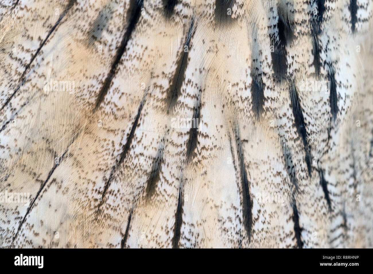 Owl fur background texture image background Stock Photo - Alamy