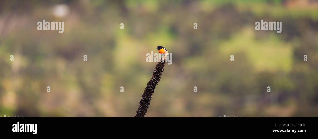 Red crested robin hi-res stock photography and images - Alamy