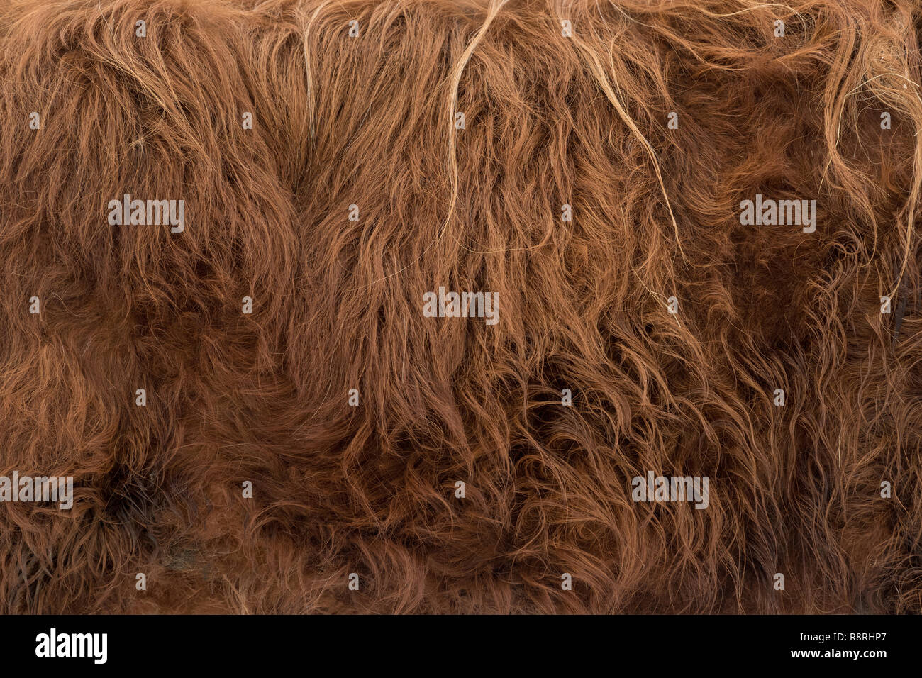 Cow texture hi-res stock photography and images - Alamy