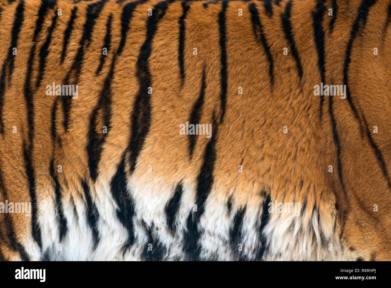 Black fur texture hi-res stock photography and images - Alamy