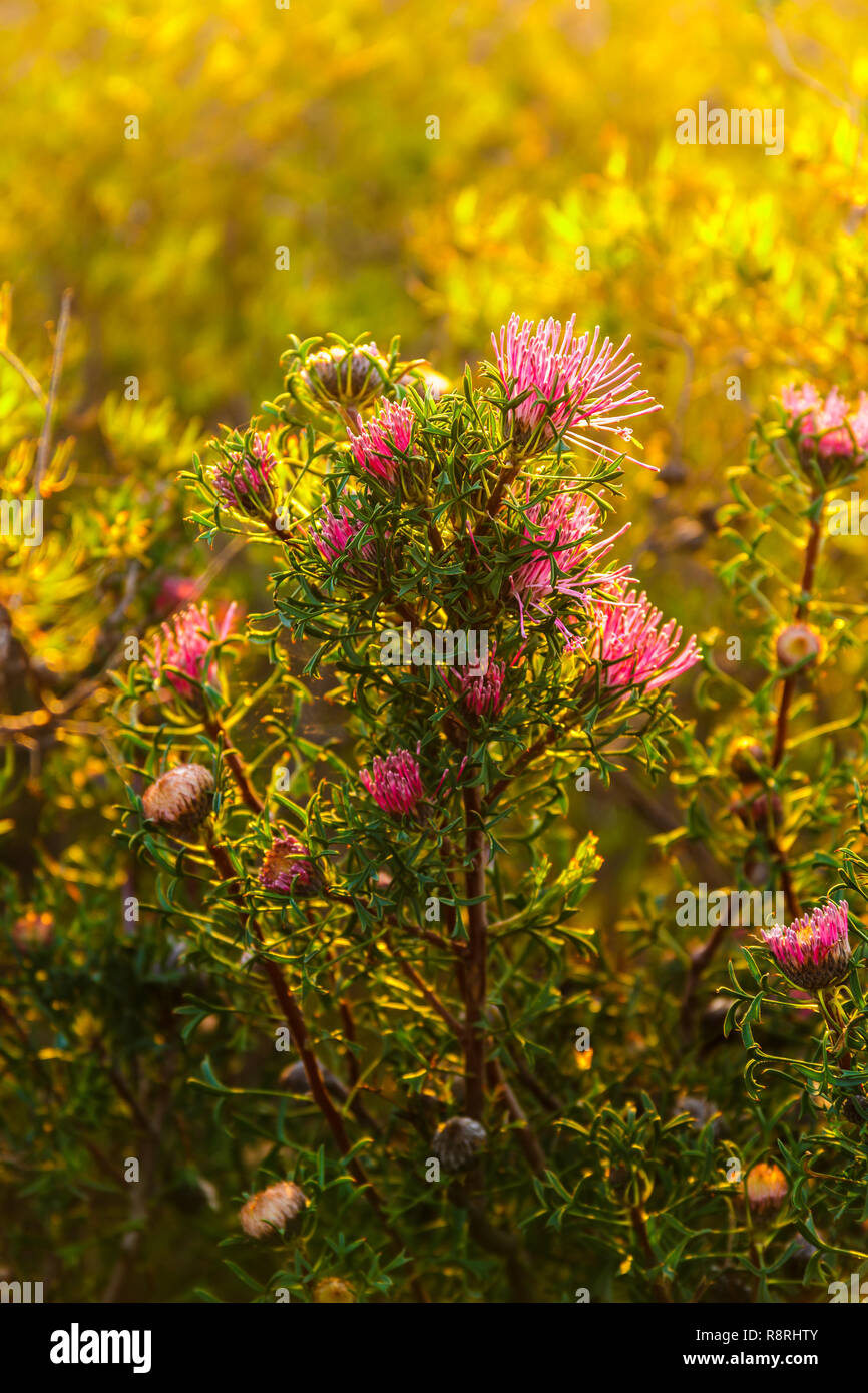 Darling scarp hi-res stock photography and images - Alamy
