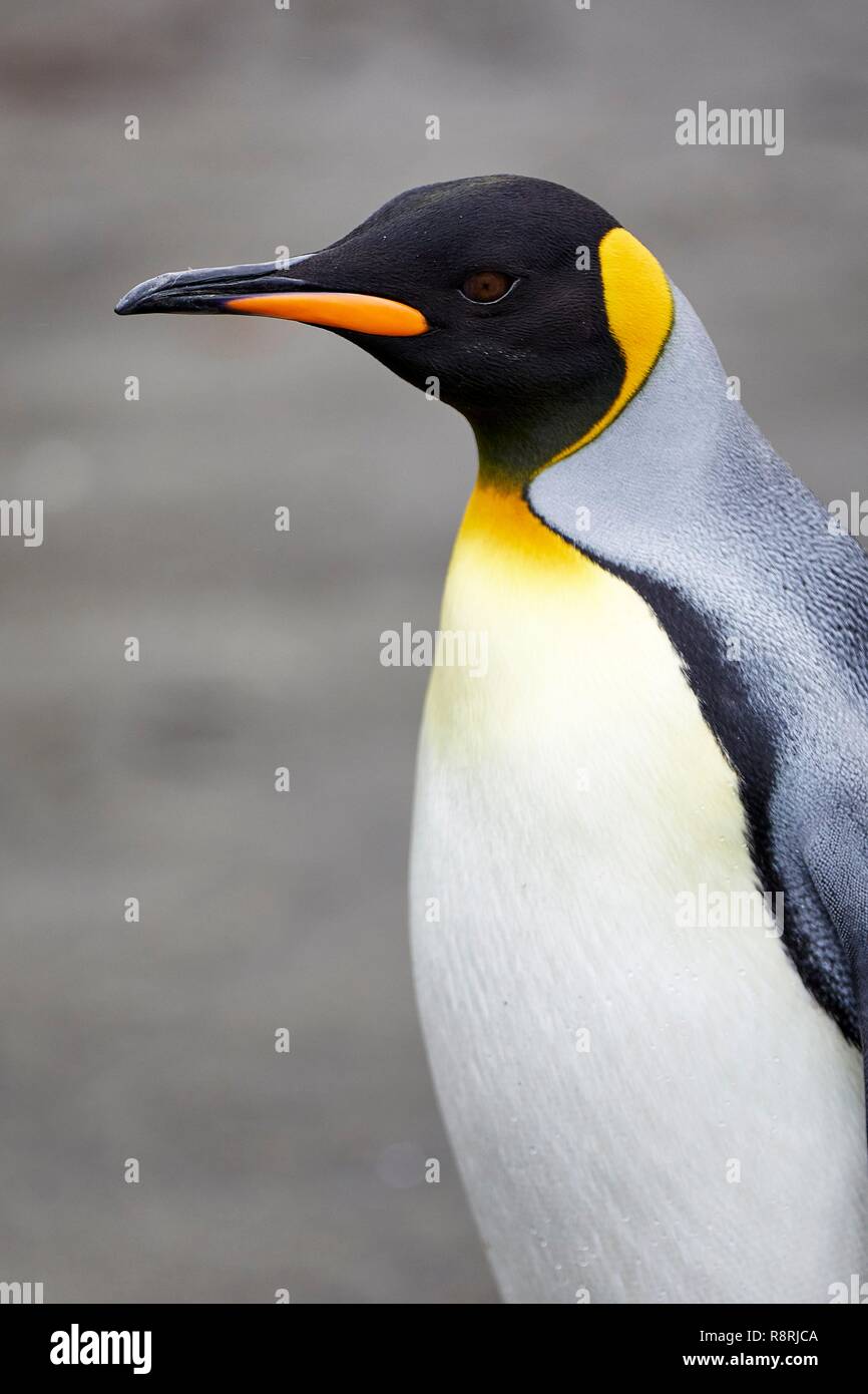 France, French Southern and Antarctic Lands, Crozet Islands, Ile de la ...