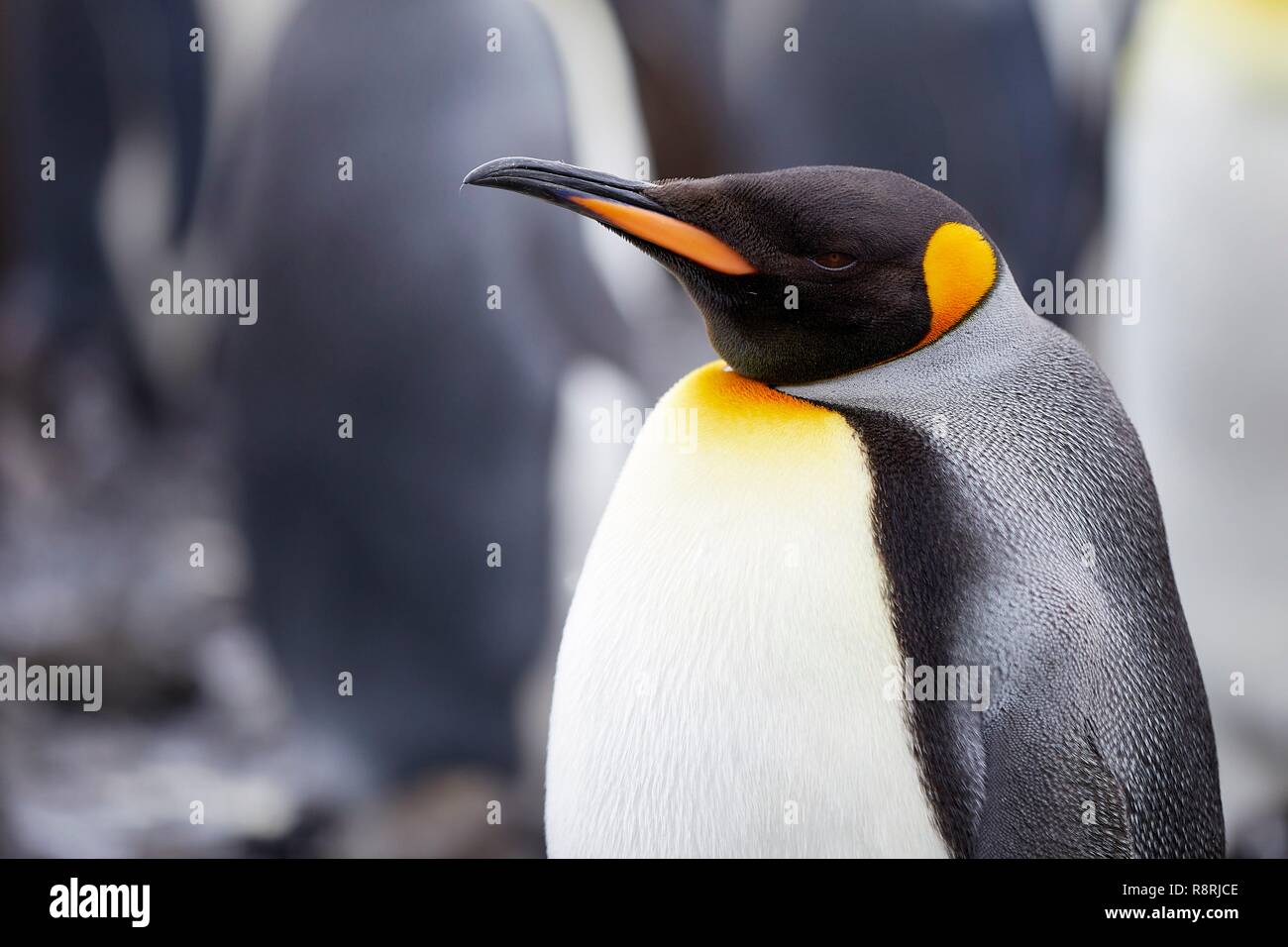France, French Southern and Antarctic Lands, Crozet Islands, Ile de la ...
