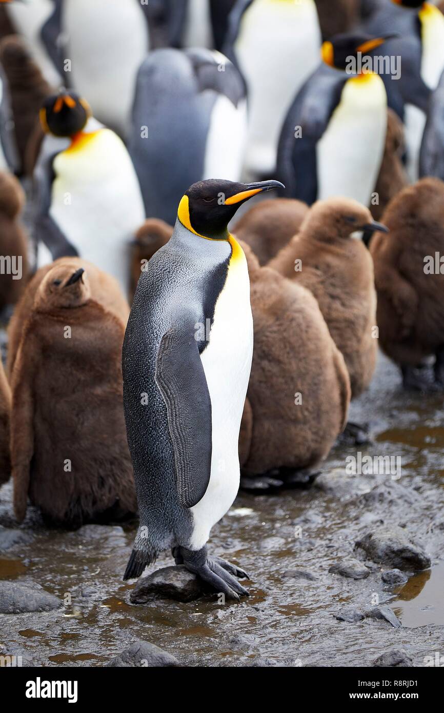 Group wildlife vertical hi-res stock photography and images - Alamy