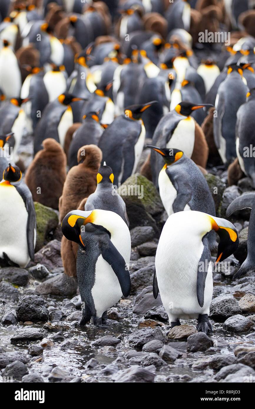 France, French Southern and Antarctic Lands, Crozet Islands, Ile de la ...