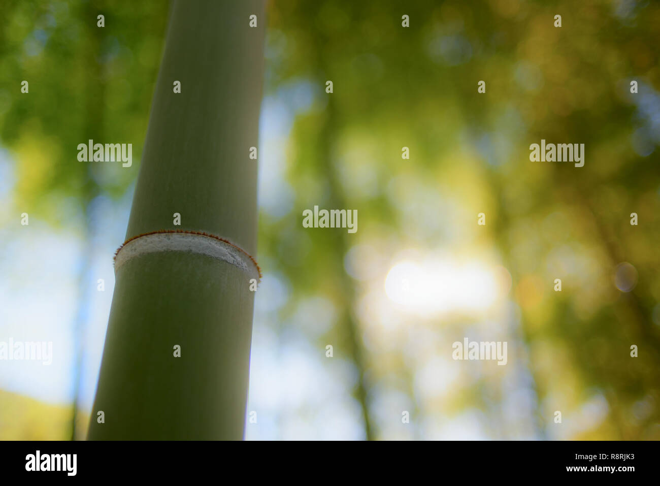 Bamboo forest japan hi-res stock photography and images - Alamy