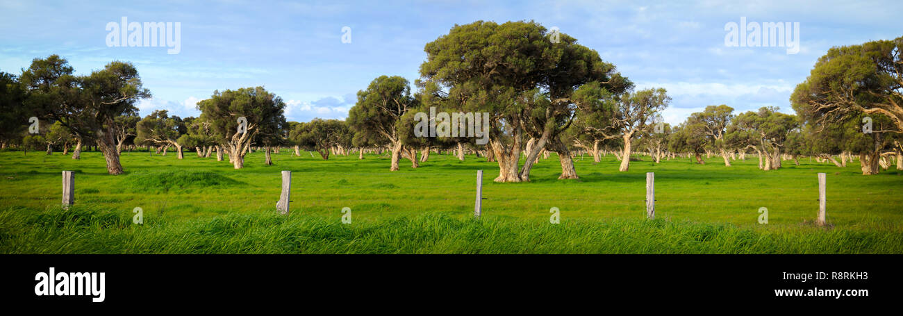 Trees in a field Stock Photo - Alamy