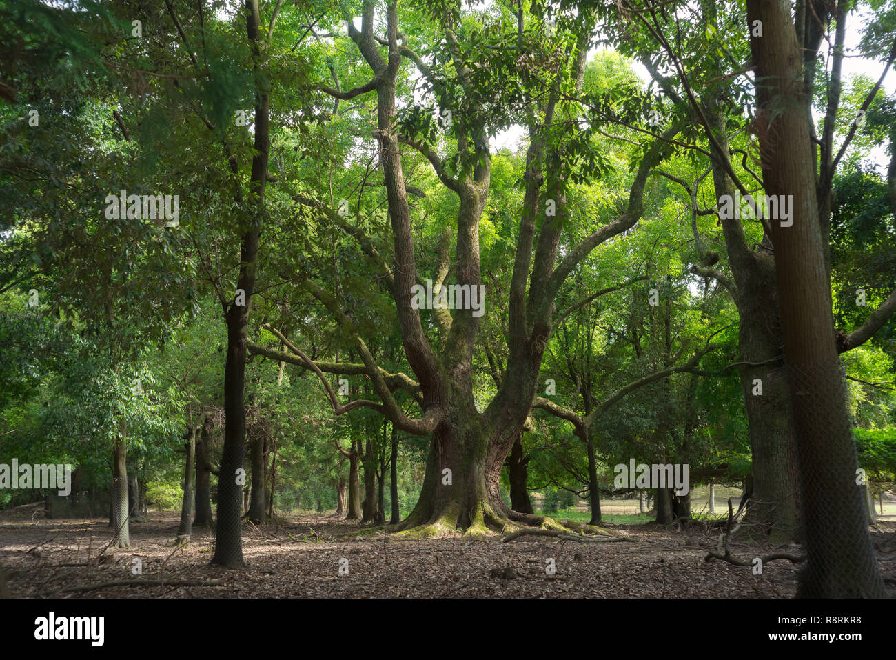 Huge giant historical tree in the nature in Japan forest Stock Photo ...