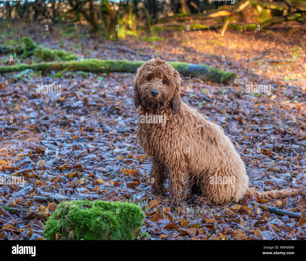 Cockerpoo in forest hi-res stock photography and images - Alamy