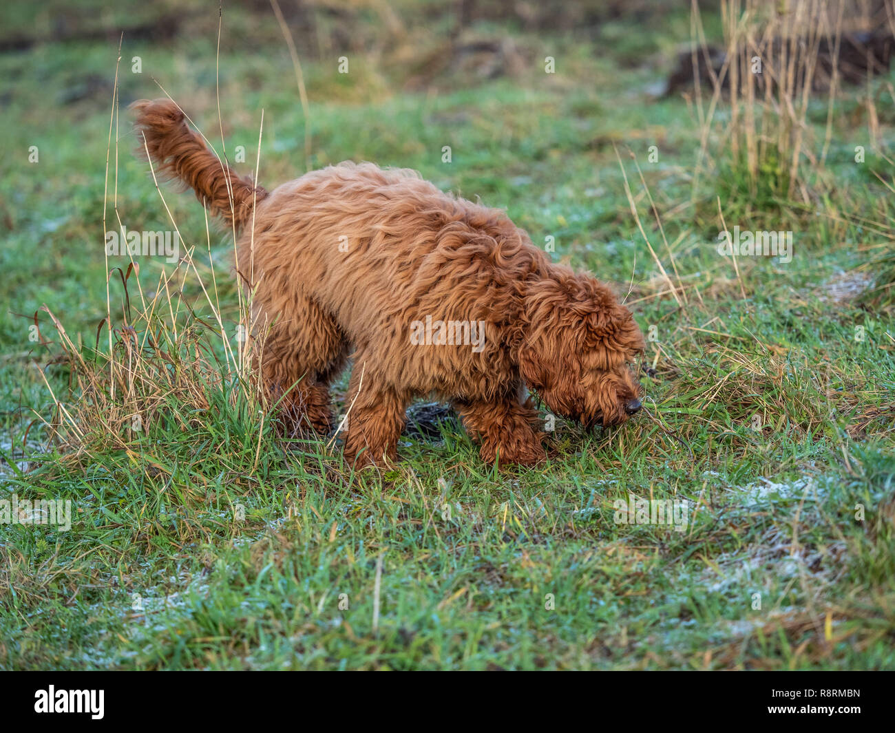 A cockapoo puppy exploring a frosty field during a morning walk Stock ...