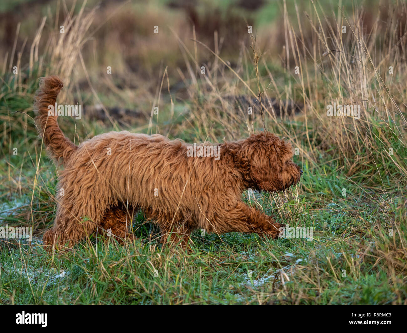 A cockapoo puppy exploring a frosty field durign a morning walk Stock ...