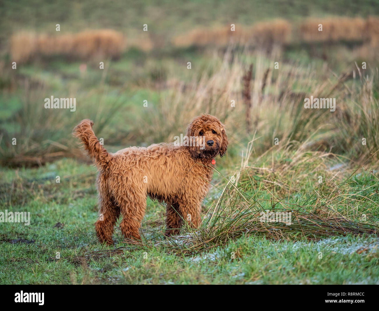 A cockapoo puppy exploring a frosty field durign a morning walk Stock ...