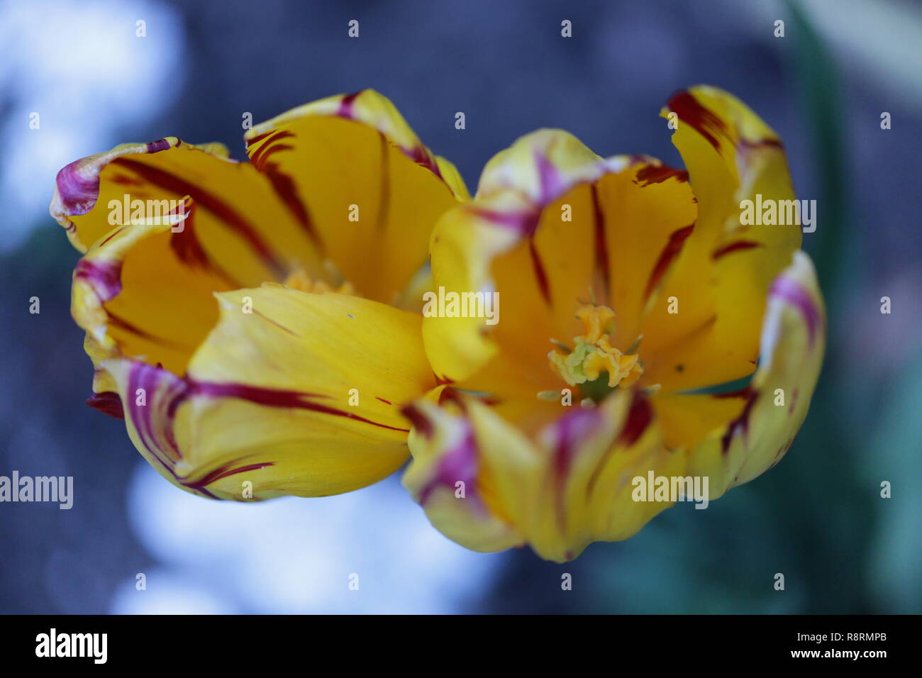 Green red parrot uk hi-res stock photography and images - Alamy