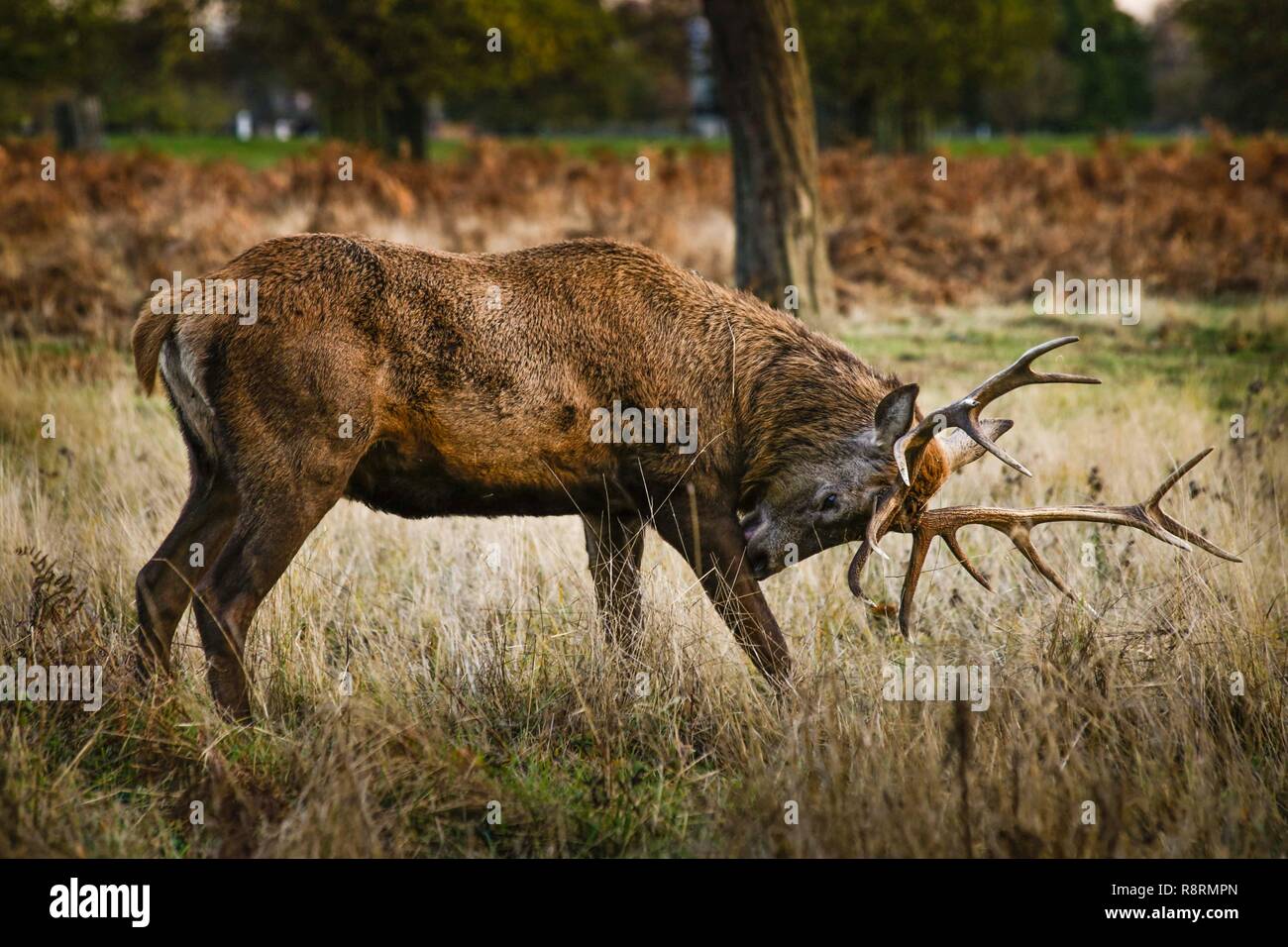 Male Red Deer (stag) rutting in Autumn, Bushy Park, UK Stock Photo - Alamy
