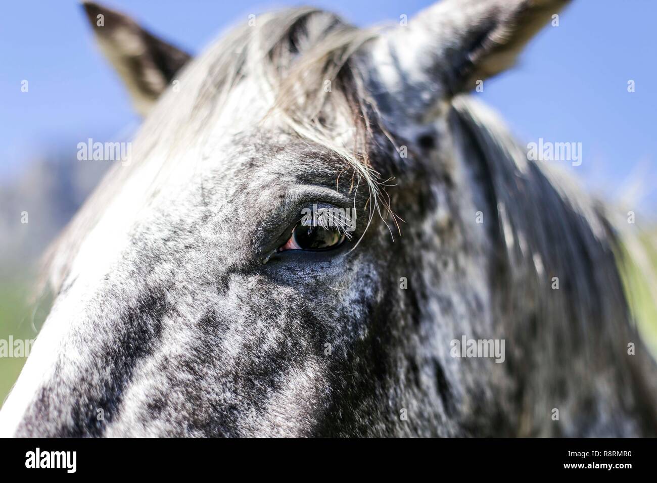 Dappled grey horse hi-res stock photography and images - Alamy